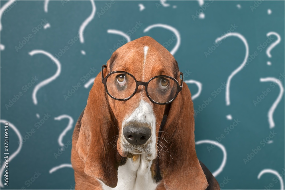 Poster Print shopping Cute confused