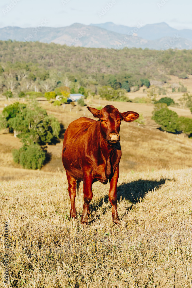 Cow looking stern on a farm in Boonah, Scenic Rim Region, Queensland ...
