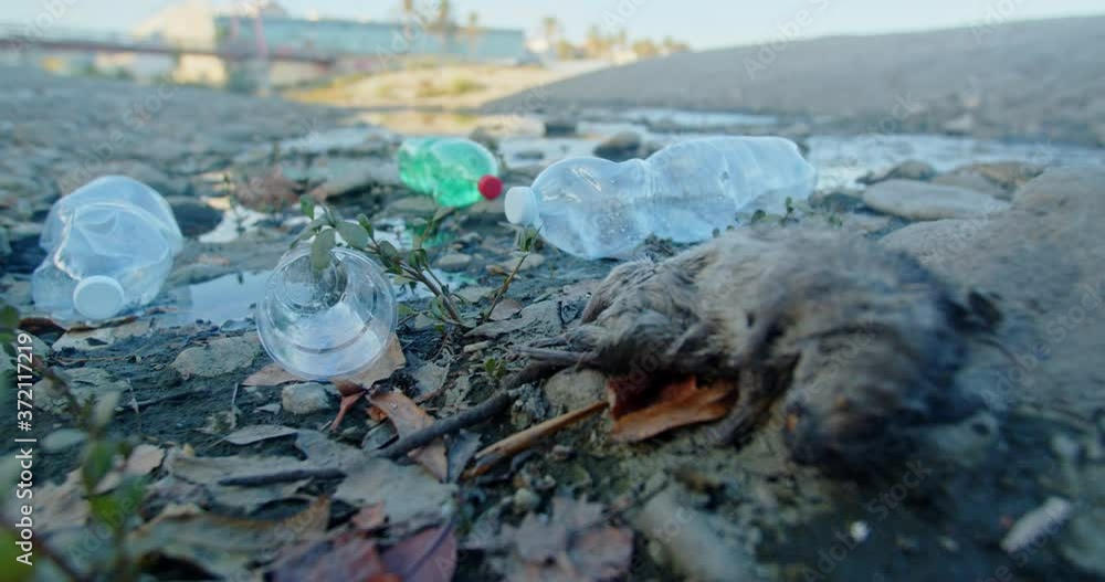Vidéo Stock Dead animals in a landfill, environmental pollution with ...