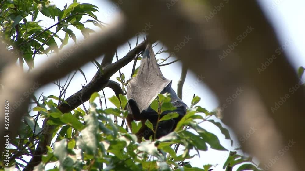 Flying Fox Fruit Bats Hanging On The Tree In The Royal Botanical Gardens In Sydney Australia