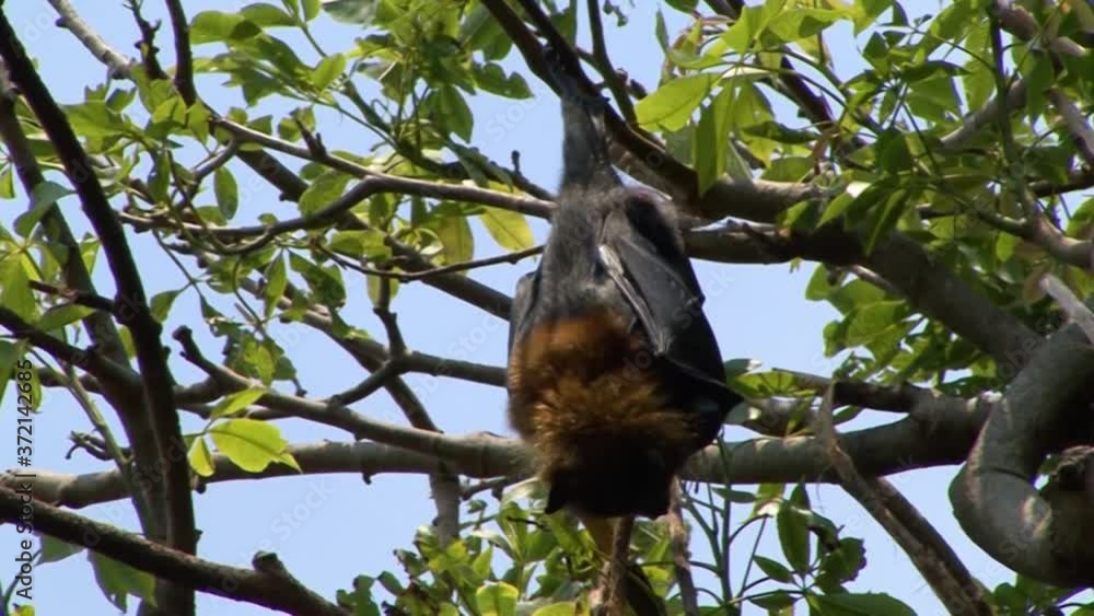 Vidéo Stock The grey-headed flying fox (Pteropus poliocephalus or the ...
