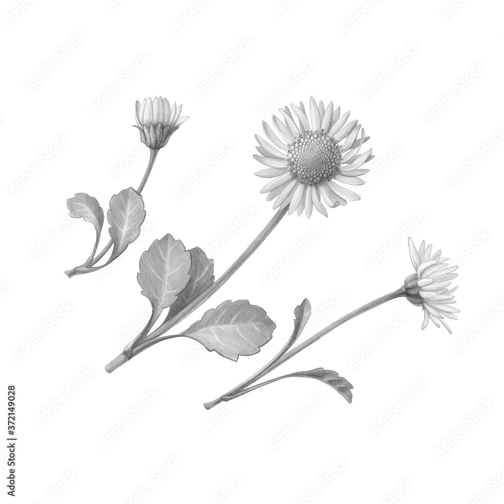 Common daisy flower hand drawn pencil illustration isolated on white ...