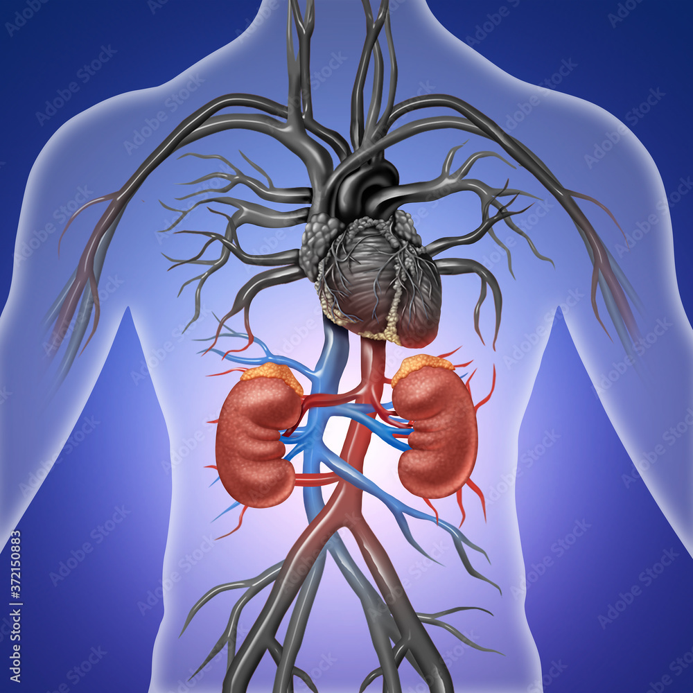 Kidney Anatomy Stock Illustration | Adobe Stock