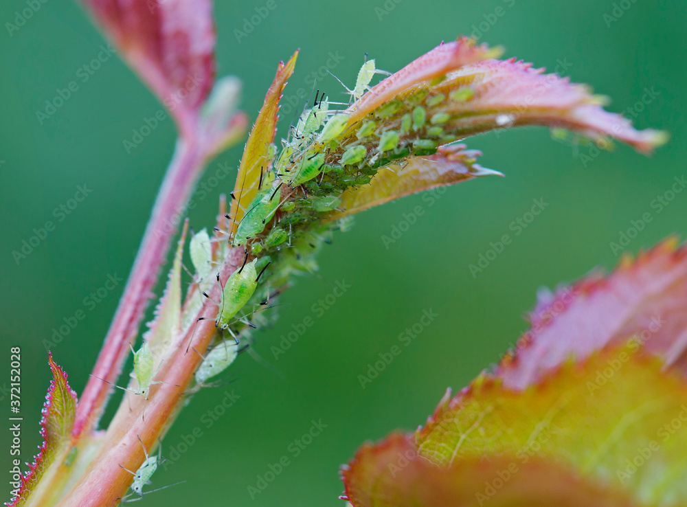 Green aphids on rose leaves. These are insects that are no more than 6 ...