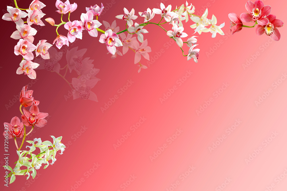 frame of orchid flowers isolated on pink background Stock Photo | Adobe ...