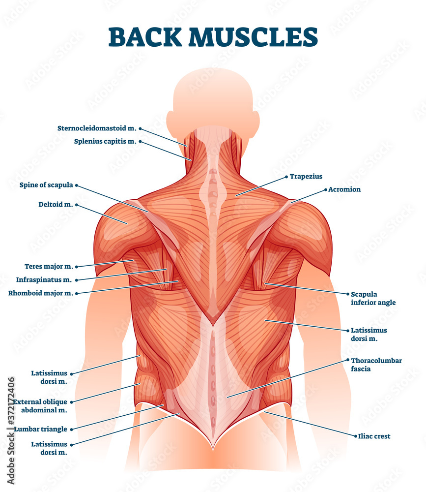 Back Muscles Labeled Anatomical Educational Body Scheme Vector Back Muscles Labeled Anatomical Educational Body Scheme Vector