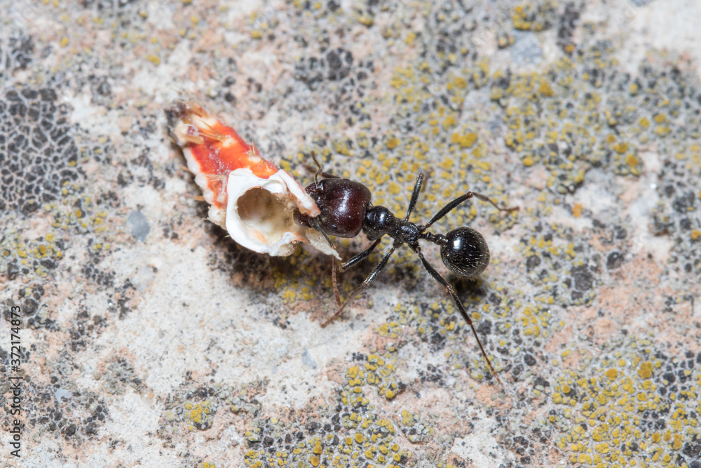 Messor Barbarus harvester ant dragging a huge piece of crab Stock Photo ...