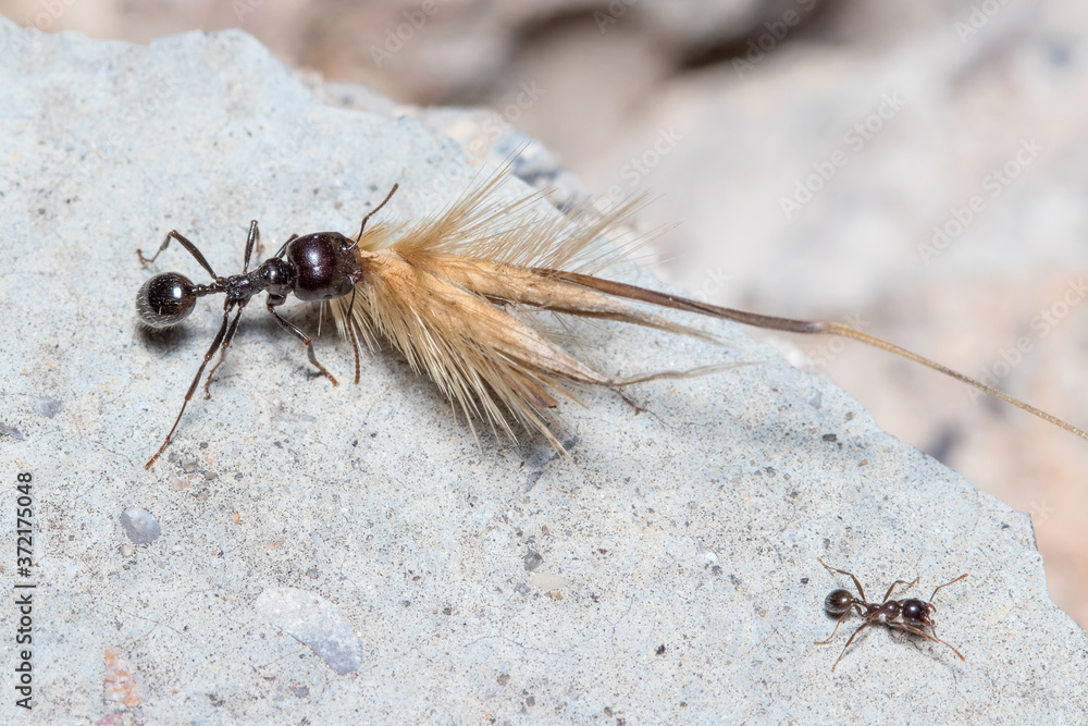 Messor Barbarus harvester ant dragging a huge seed on a concrete floor ...