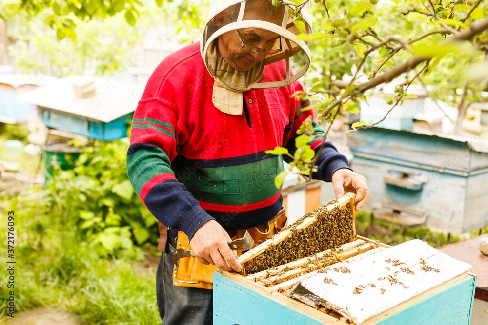 Beekeeper is working with bees and beehives on the apiary. Beekeeper on ...