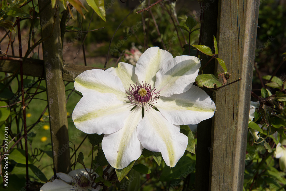 Spring Flowering Climbing Clematis Plant (Clematis 'Miss Bateman ...