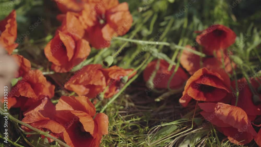 Female hand taking used syringe from field of poppies. Unrecognizable ...