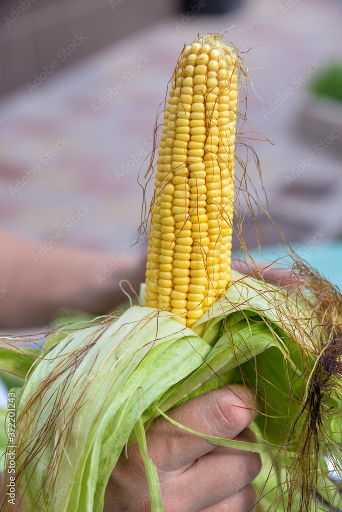 Foto de In the summer, the harvest of yellow corn. Cleaning corn ...