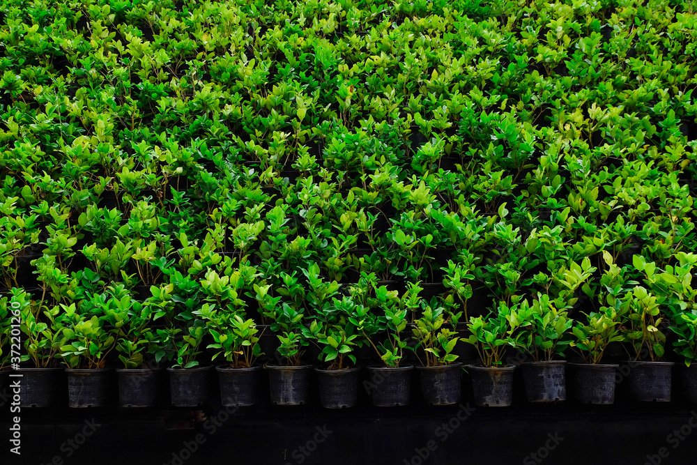 beautiful garden tree planted in NongNooch tropical garden in Pattaya ...