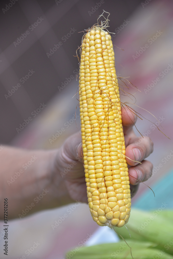 In the summer, the harvest of yellow corn. Cleaning corn, removing ...