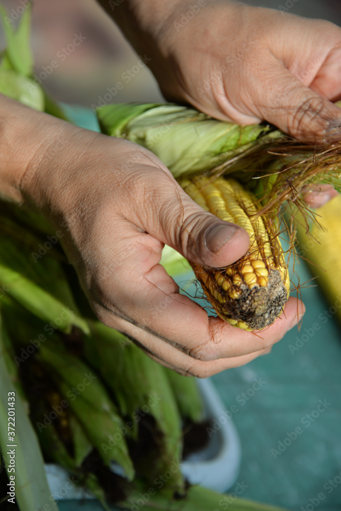 In the summer, the harvest of yellow corn. Cleaning corn, removing ...