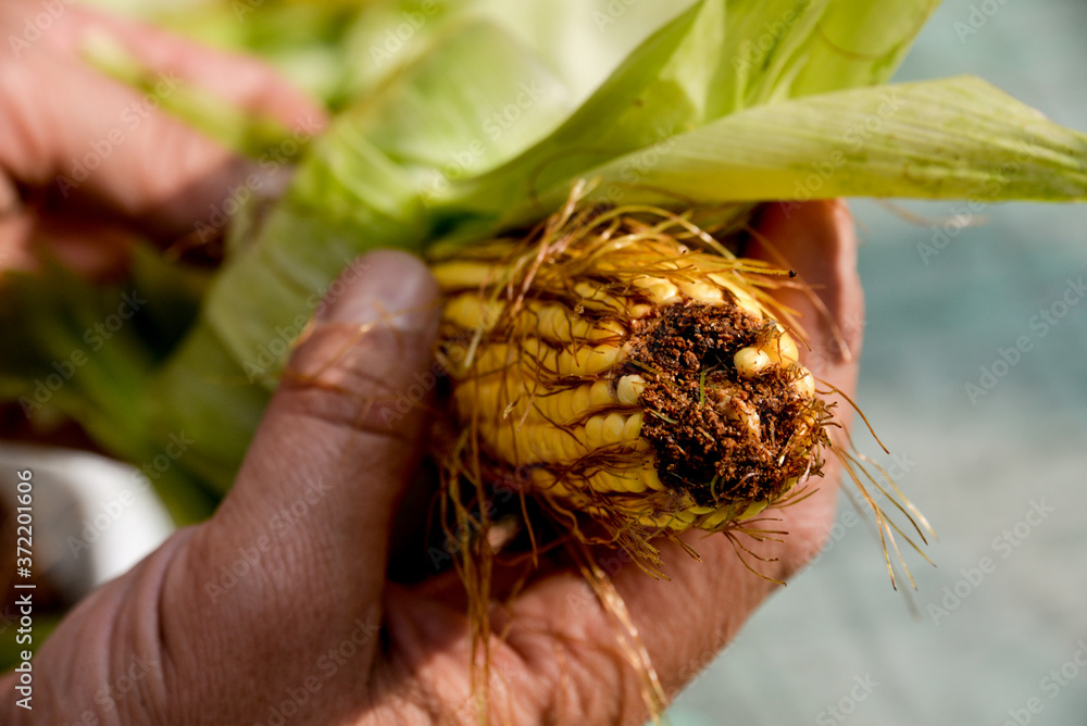 In the summer, the harvest of yellow corn. Cleaning corn, removing ...