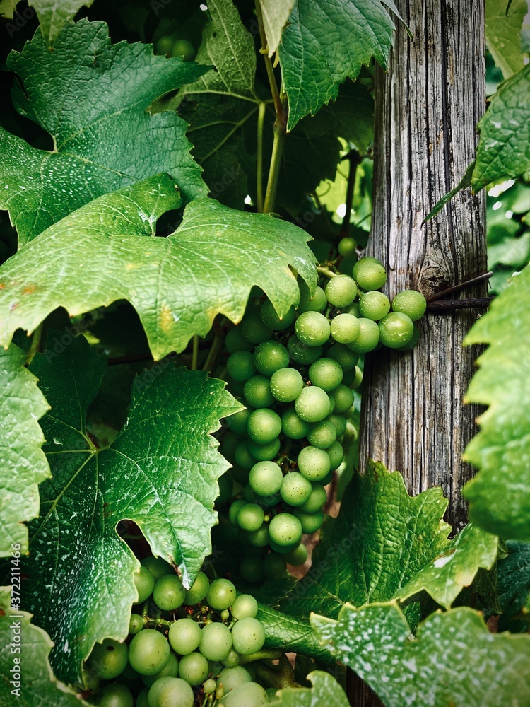 Bunch of grapes in the vineyard among the leaves of the vine. On the ...