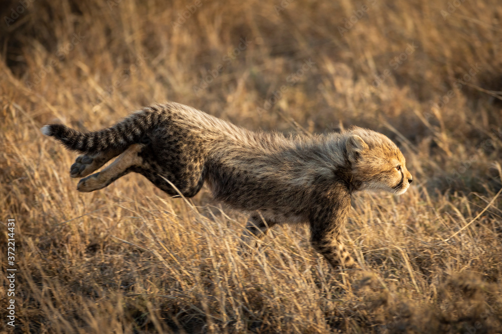 Cute Baby Cheetahs Running