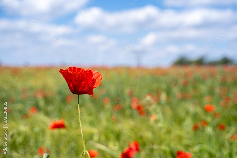 Red, common, field poppy (Papaver rhoeas) flowers on spring meadow ...