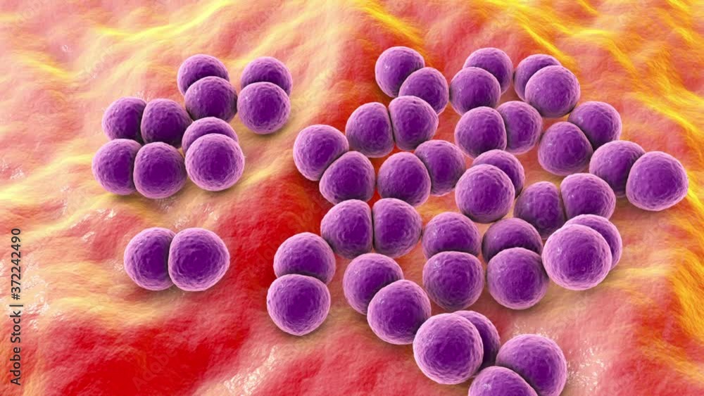 Bacteria Streptococcus pneumoniae, also known as pneumococci, 3D ...