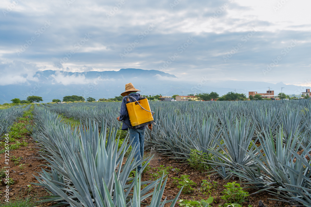 El hombre está fumigando todo el campo de agave en Tequila Jalisco ...