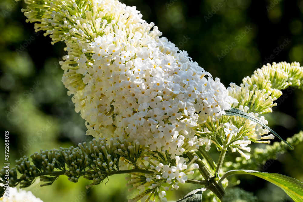 butterfly bush, Buddleia davidii in the garden and a butterfly Stock ...
