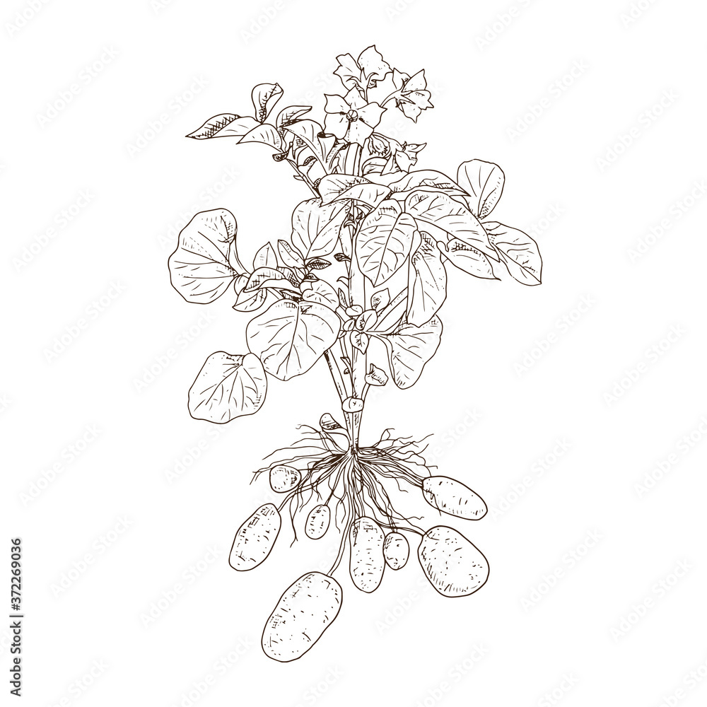 Hand drawn potato tubers, leaves and flowers. Vector illustration ...