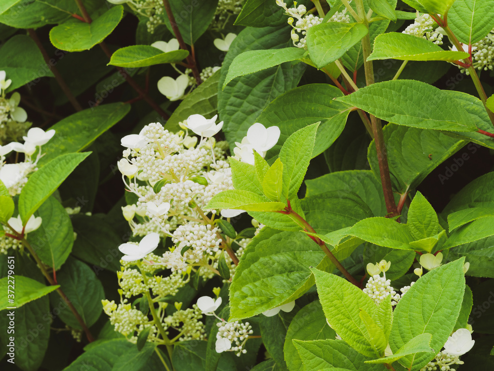 Hydrangea paniculata | Hortensia paniculé, arbuste rameux et gracieux à ...