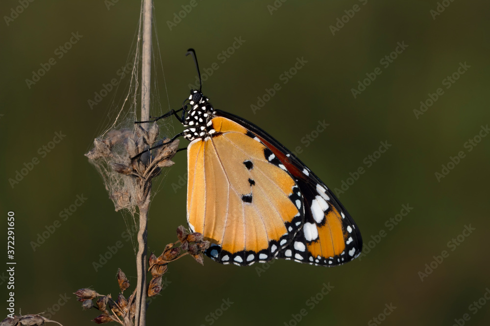 Monarch, Danaus plexippus is a milkweed butterfly (subfamily Danainae ...