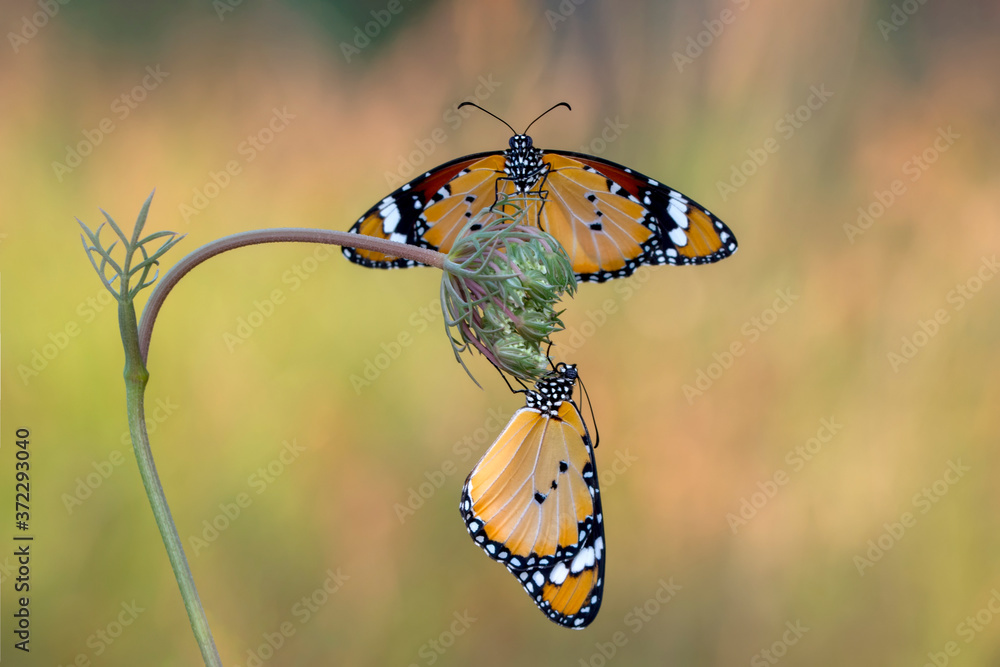 Monarch, Danaus plexippus is a milkweed butterfly (subfamily Danainae ...