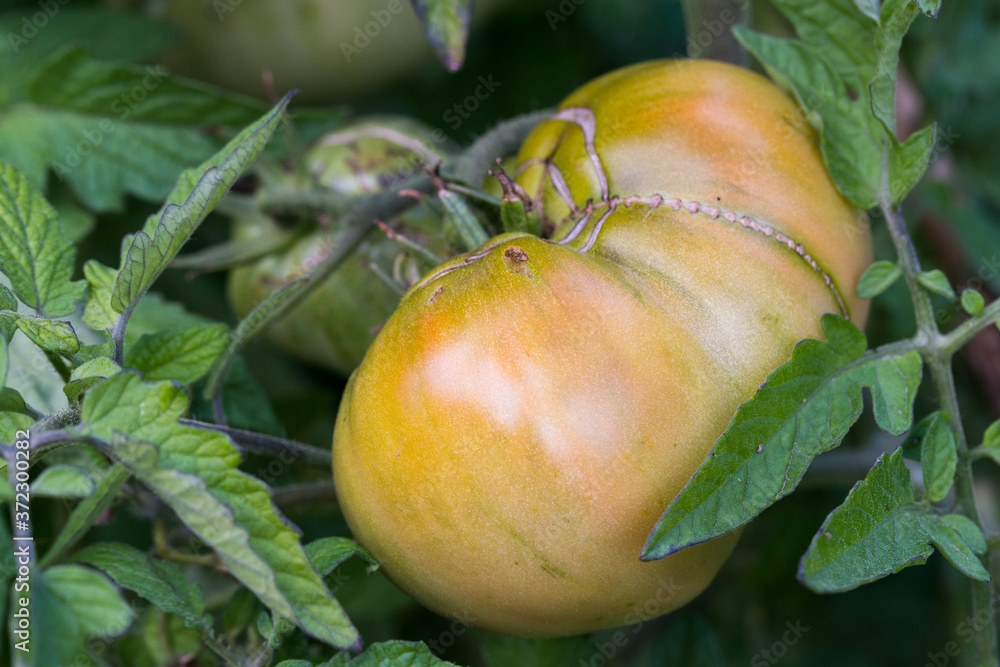 Variété ancienne de grosses tomates juteuses Stock Photo | Adobe Stock