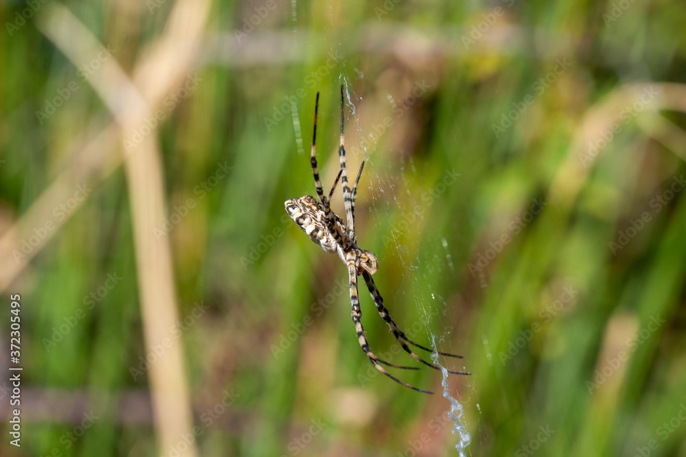 Details of a tiger spider (Argiope lobata) in its web one summer ...