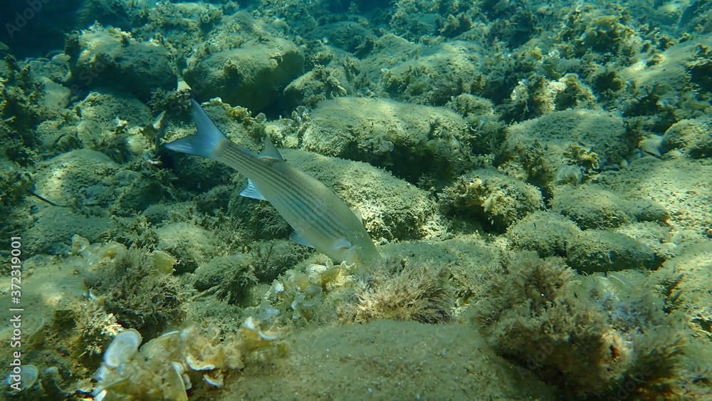 Flathead grey mullet, flathead mullet, striped mullet (Mugil cephalus) undersea, Aegean Sea ...