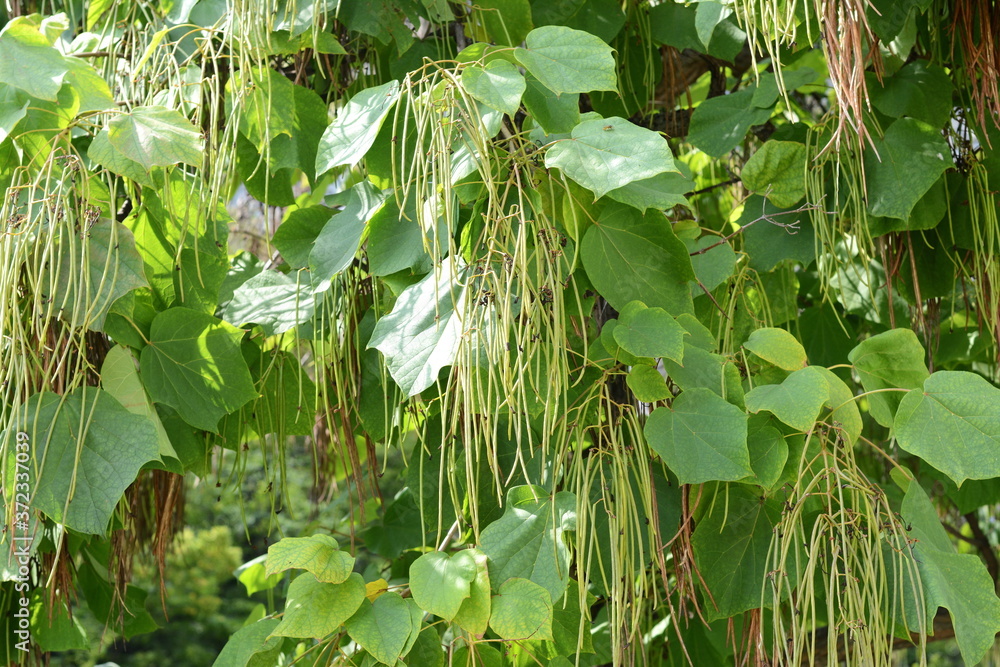 Foto de Catalpa tree crown with large green heart-shaped leaves and ...