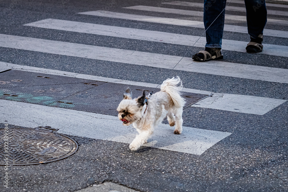 Homme qui traverse la rue sur les passages piétons avec son petit chien ...