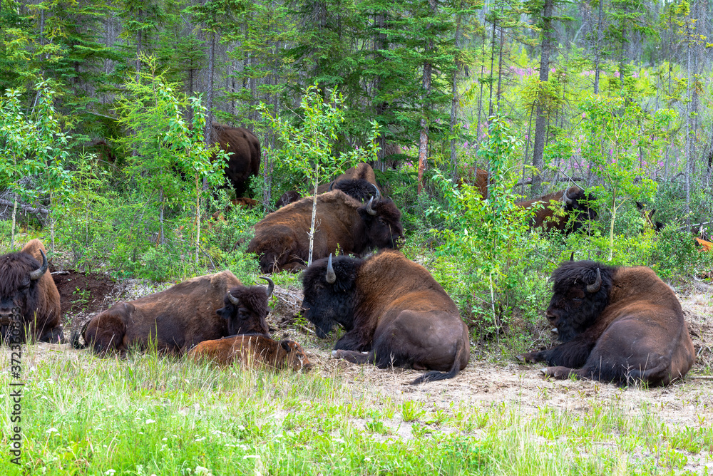 Herd of bison in the tree line on highway 3 on route to Yellowknife ...