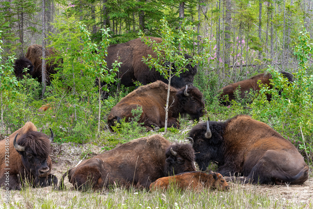 Herd of bison in the tree line on highway 3 on route to Yellowknife ...