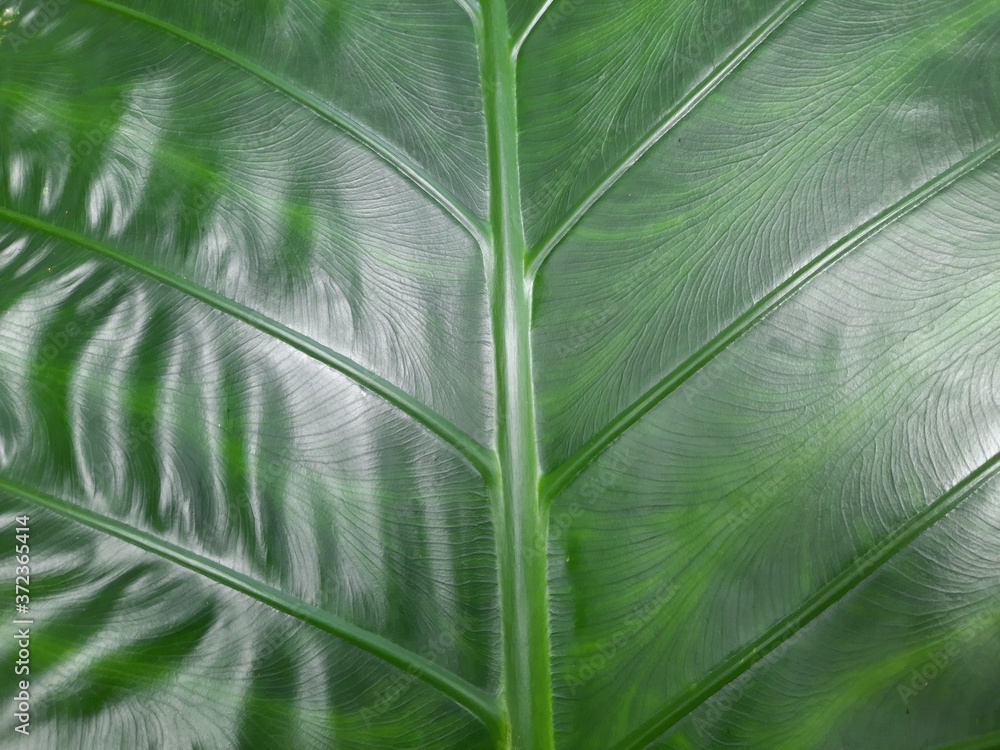 taro leaf, taro leaf texture, close up of green leaf, Colocasia ...