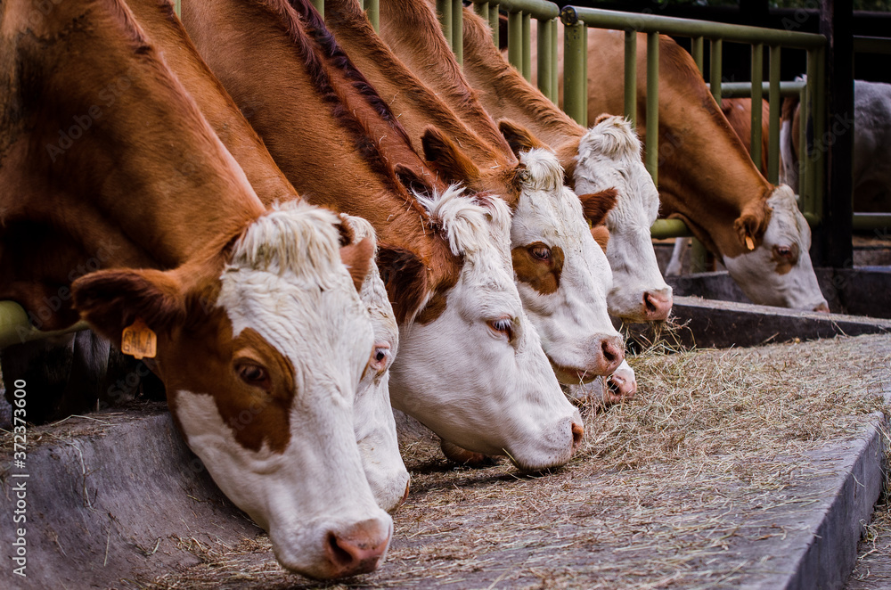 Ganadería de las sabanas de Bogotá_Ganado multiproposito, producción de ...