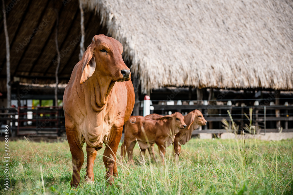 Ganadería Braman de las tierras Calidas de Colombia, Ganadería doble ...