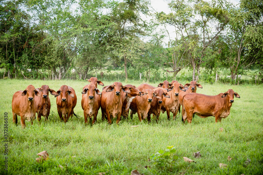 Ganadería Braman de las tierras Calidas de Colombia, Ganadería doble ...