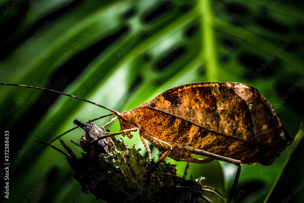 Insecto con forma de hoja en plantas verdes, insecto de zonas boscosas ...