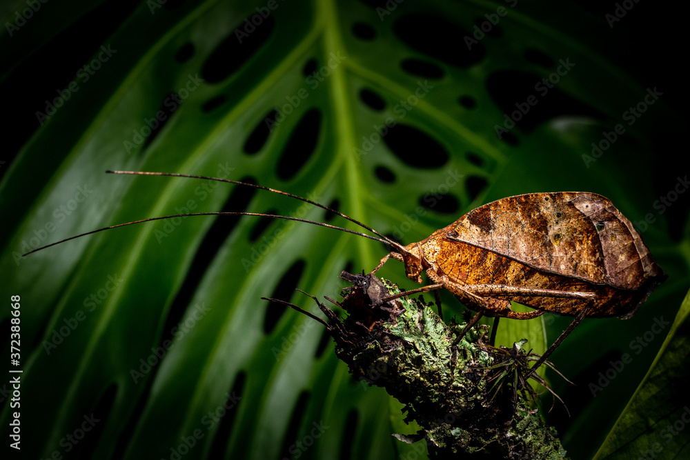 Foto Stock Insecto con forma de hoja en plantas verdes, insecto de ...