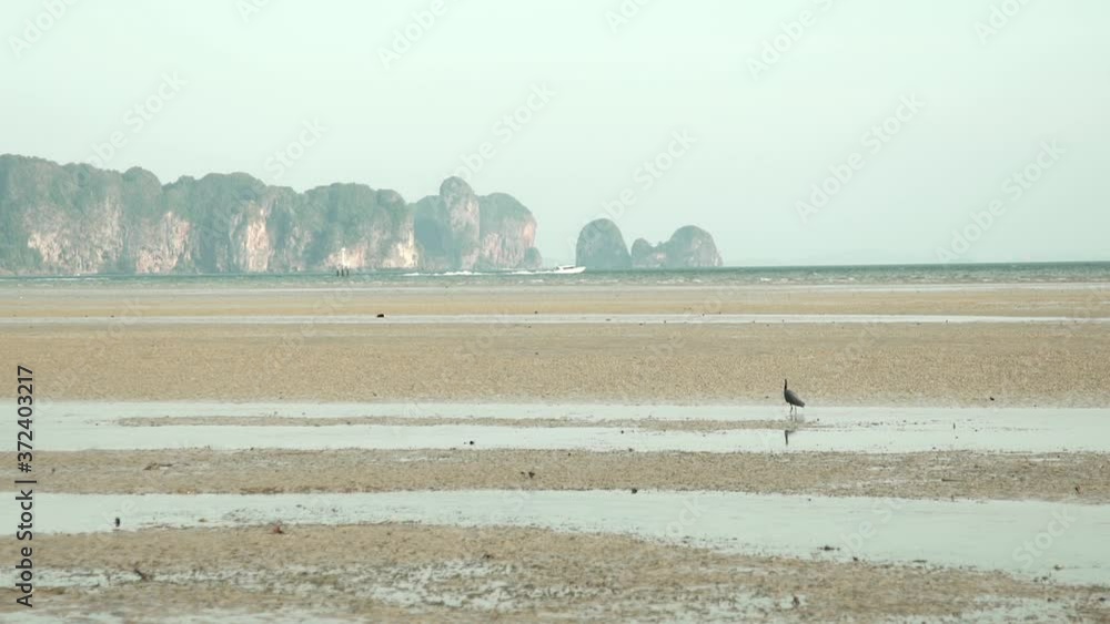 Flying Pacific Reef Egret Bird Walk and Feed around ashore and Low Tide ...