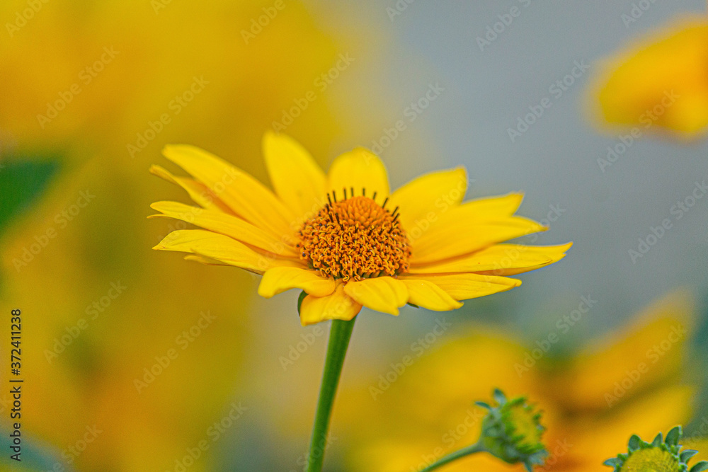 A yellow flower macro Stock Photo | Adobe Stock