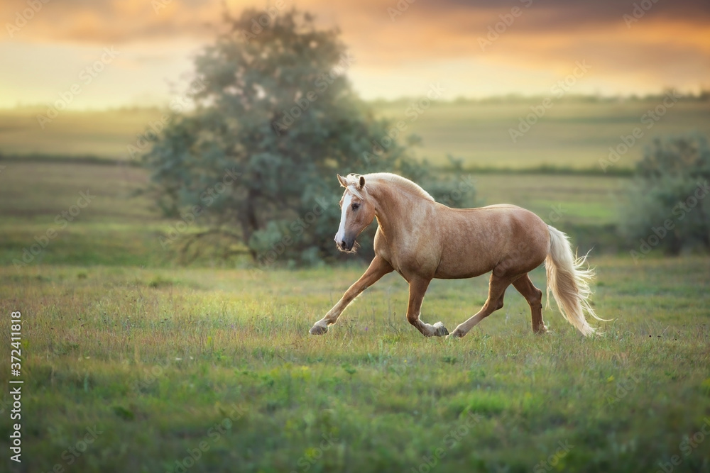 horse in the field Stock Photo | Adobe Stock
