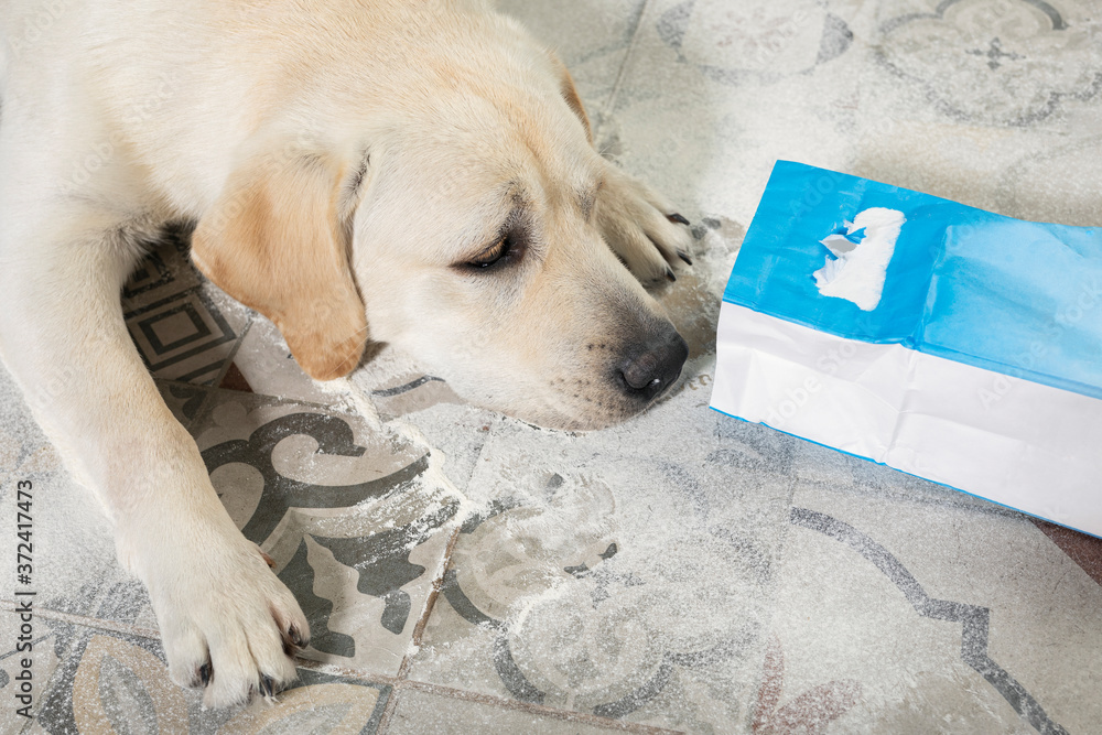 Naughty dog. Labrador puppy lying next to inverted packet of flour ...