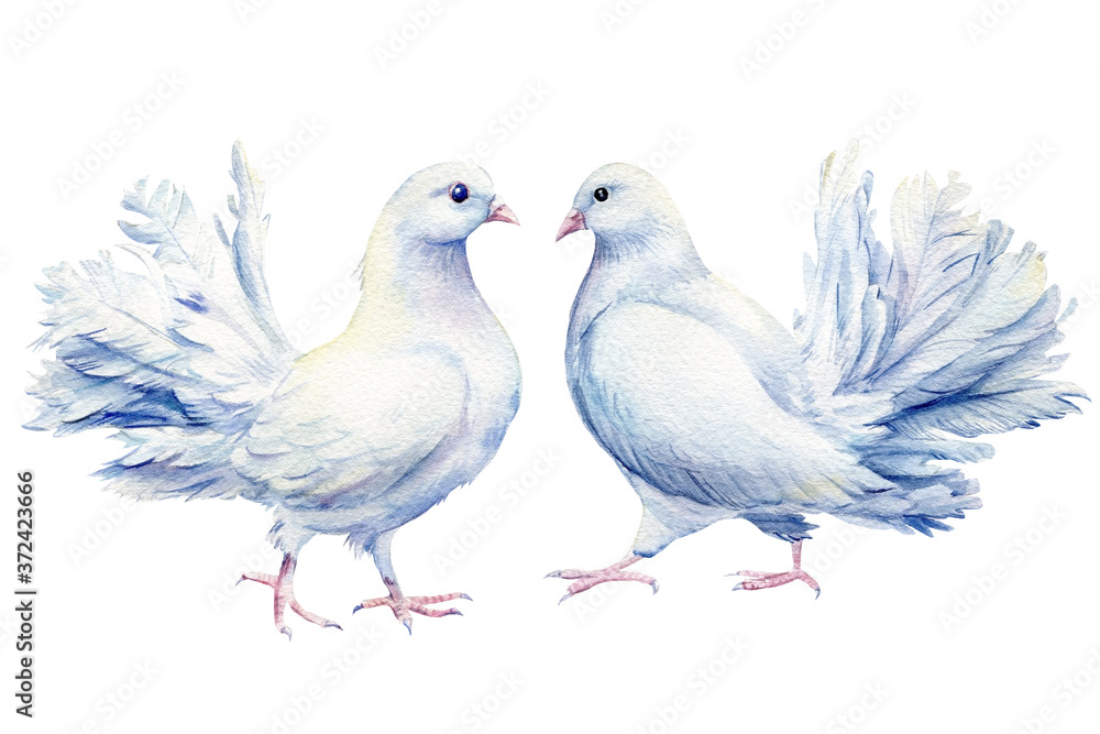 White dove, birds on isolated background, watercolor illustration Stock ...
