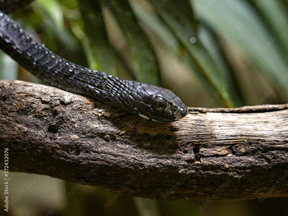 Boomslang, Dispholidus typus, normally green, has posterior venomous ...
