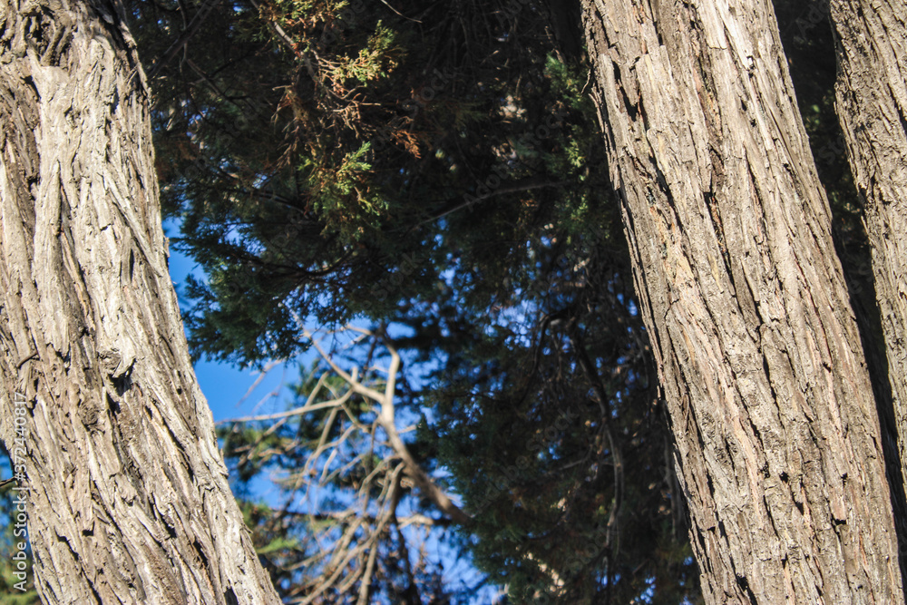 Tronco con ramas finas y hojas verdes Stock Photo | Adobe Stock